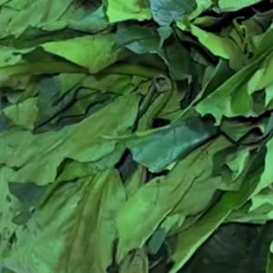Fresh Frozen Ugu Leaves/fresh Ugu/flutted Pumpkin Leaves/ugu…. (ships ...