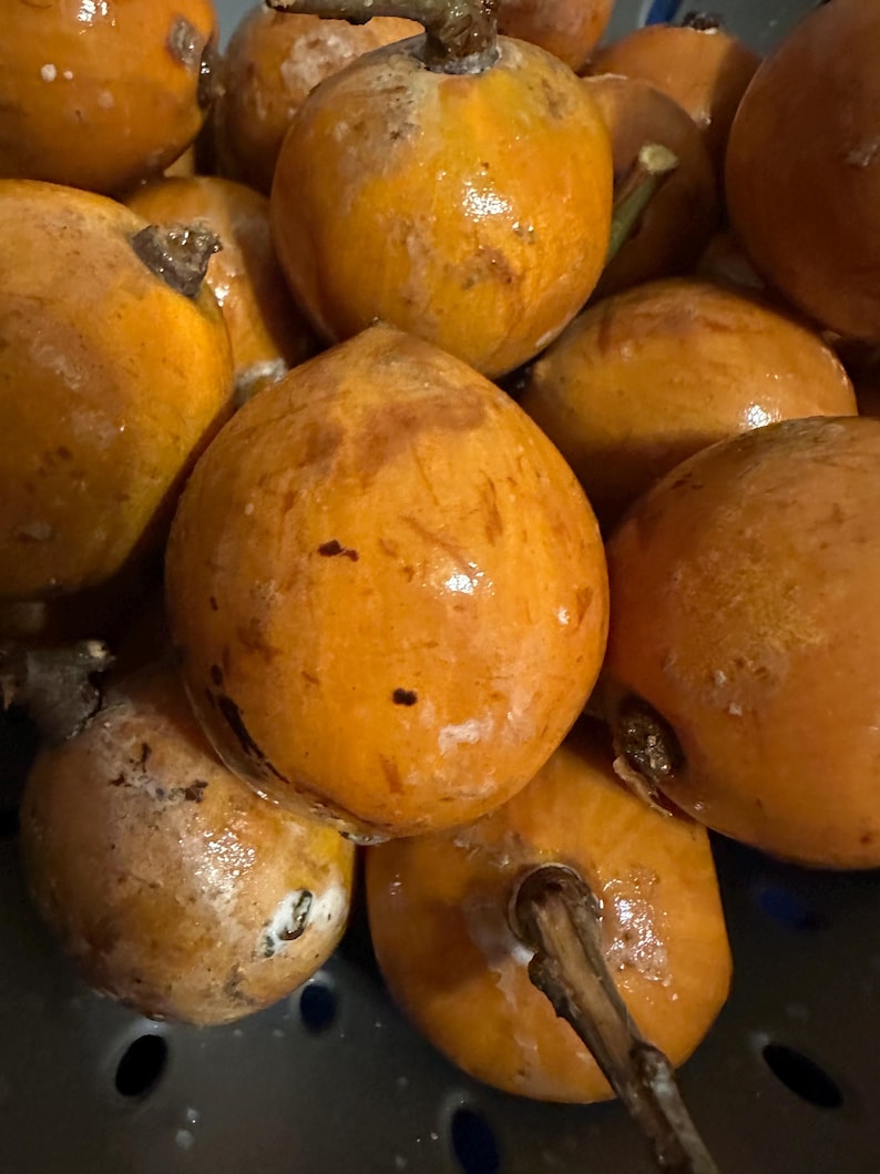 Cotonou Agbalumo (african Cherry), 15 Pieces. - Etsy