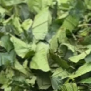 Fresh Frozen Ugu Leaves/fresh Ugu/flutted Pumpkin Leaves/ugu…. (ships ...