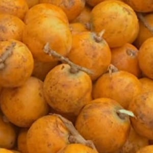 Cotonou Agbalumo (african Cherry), 15 Pieces. - Etsy