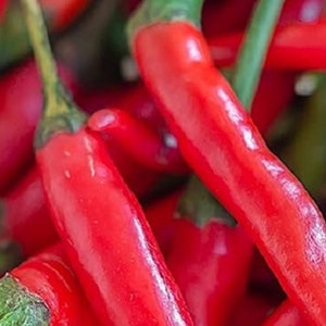 Cayenne Pepper Powder/ Grinded Dry Shombo/spice 7oz. - Etsy