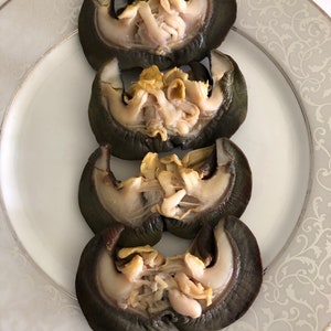 Fresh Frozen Jumbo Snails - Ready to Cook 1lb. - Etsy