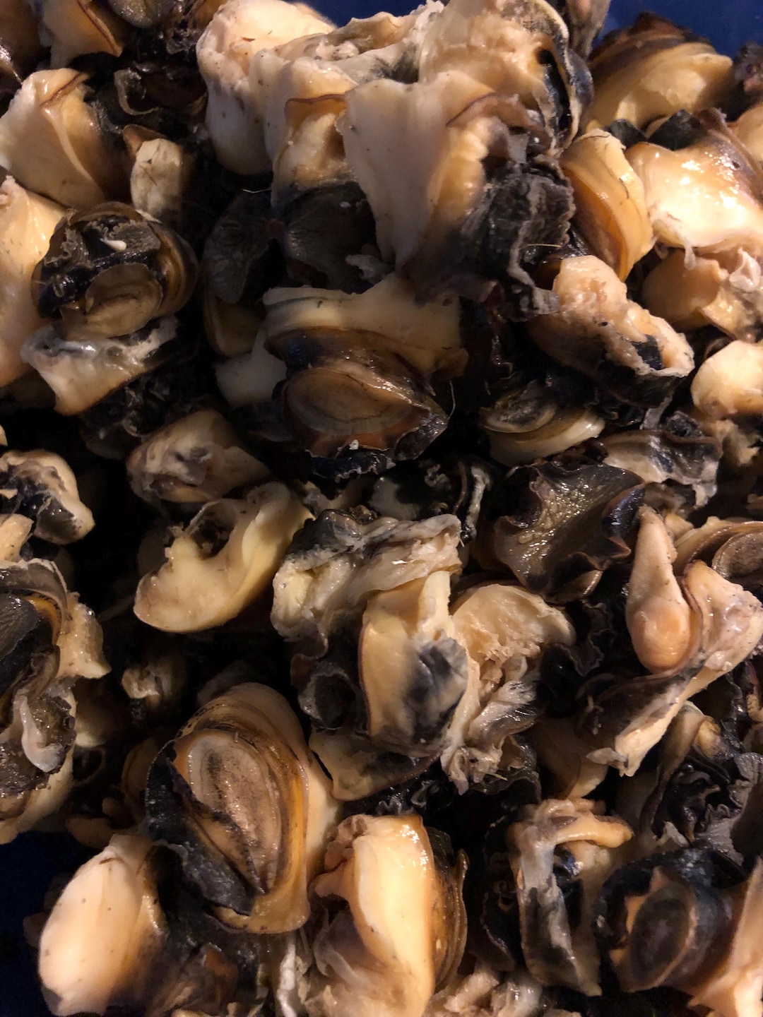 Ngolo/whelk/nkonkor/sea Snail,***ships Only on Monday & Tuesday With ...