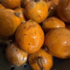 Cotonou Agbalumo (african Cherry), 15 Pieces. - Etsy
