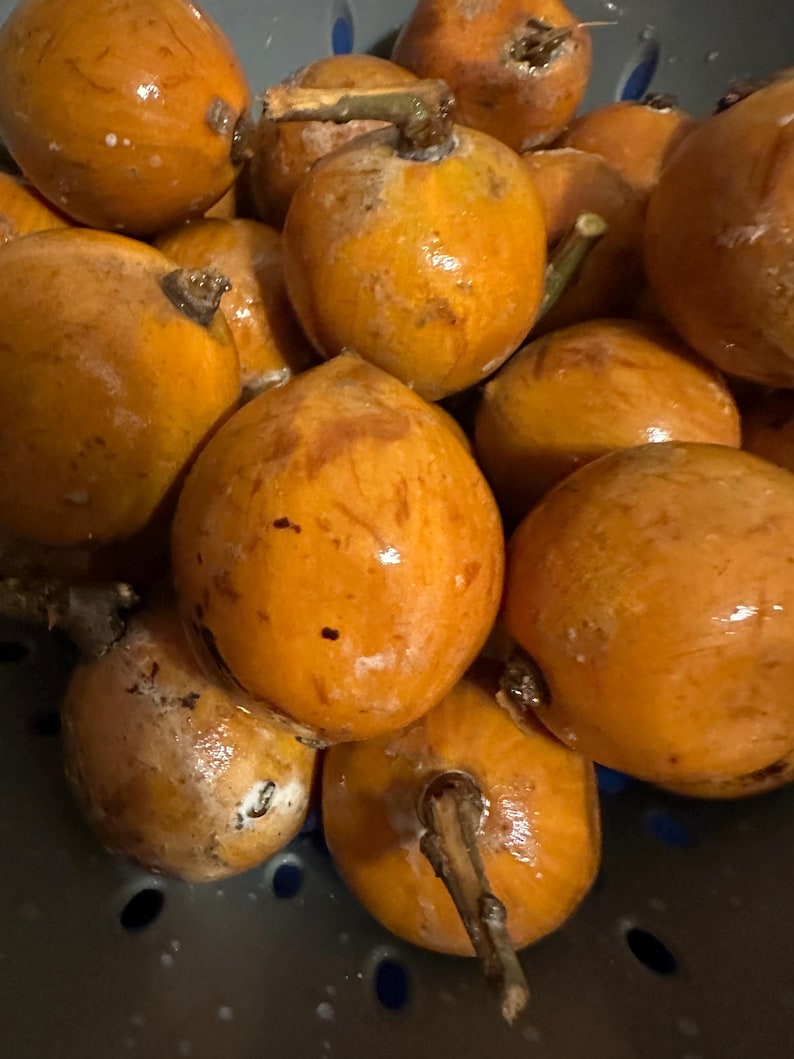 Cotonou Agbalumo (african Cherry), 15 Pieces. - Etsy