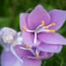 Crocus Fairy With Her Beloved Flowers. Needle Felted Character - Etsy