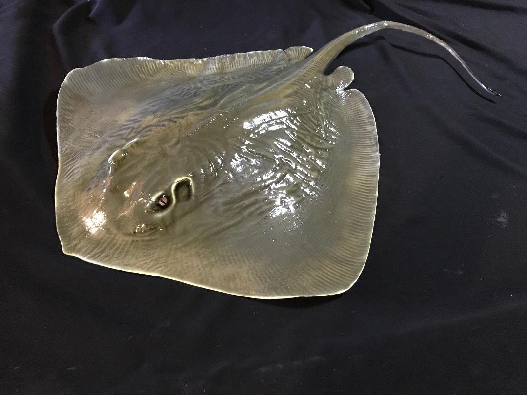 STINGRAY - 26" - Fish Mount - Fiberglass Taxidermy Replica - Half Mount ...