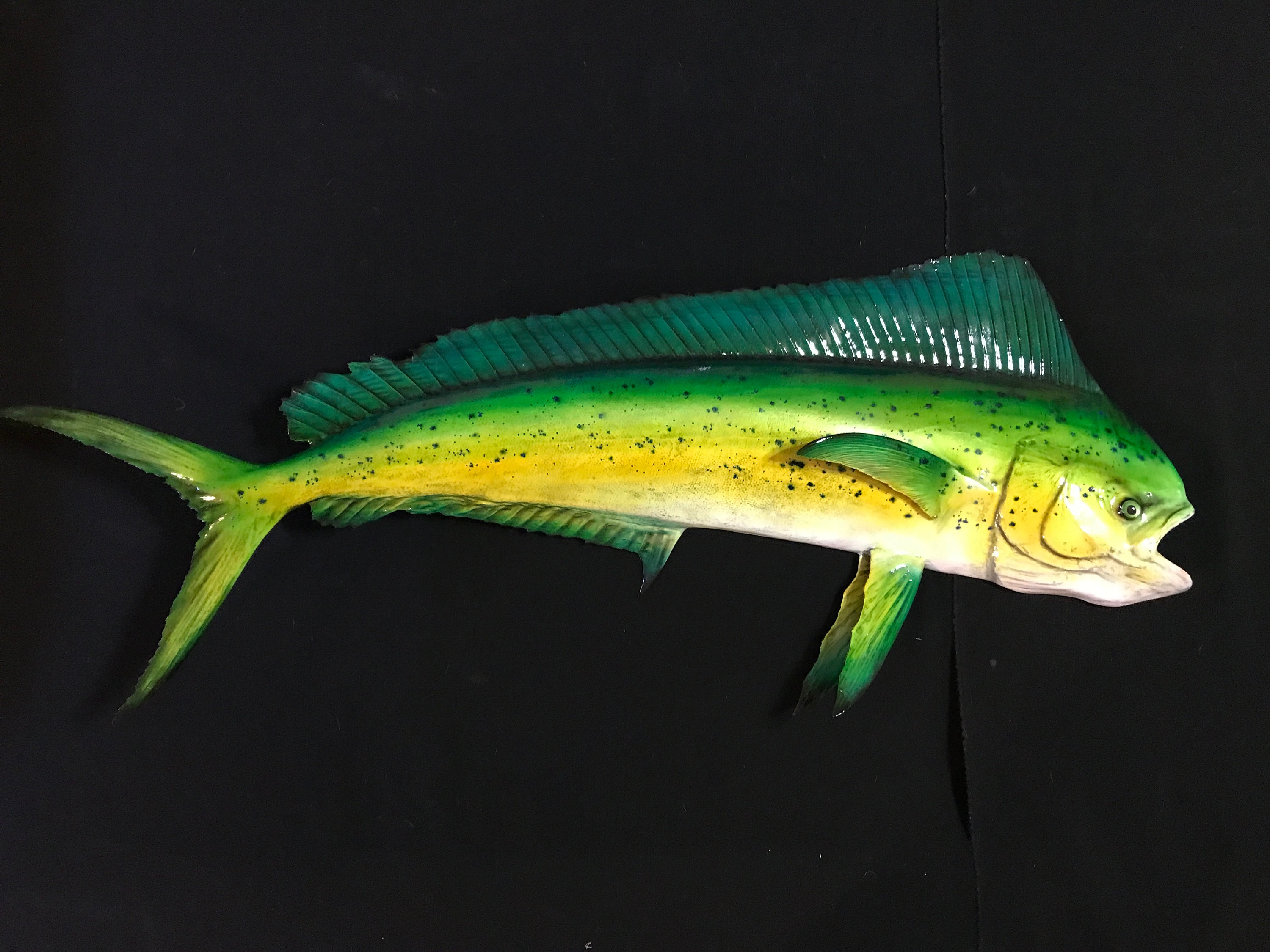Mahi Mahi Cow Fish Mount Fiberglass Taxidermy Replica Half Mount - Etsy