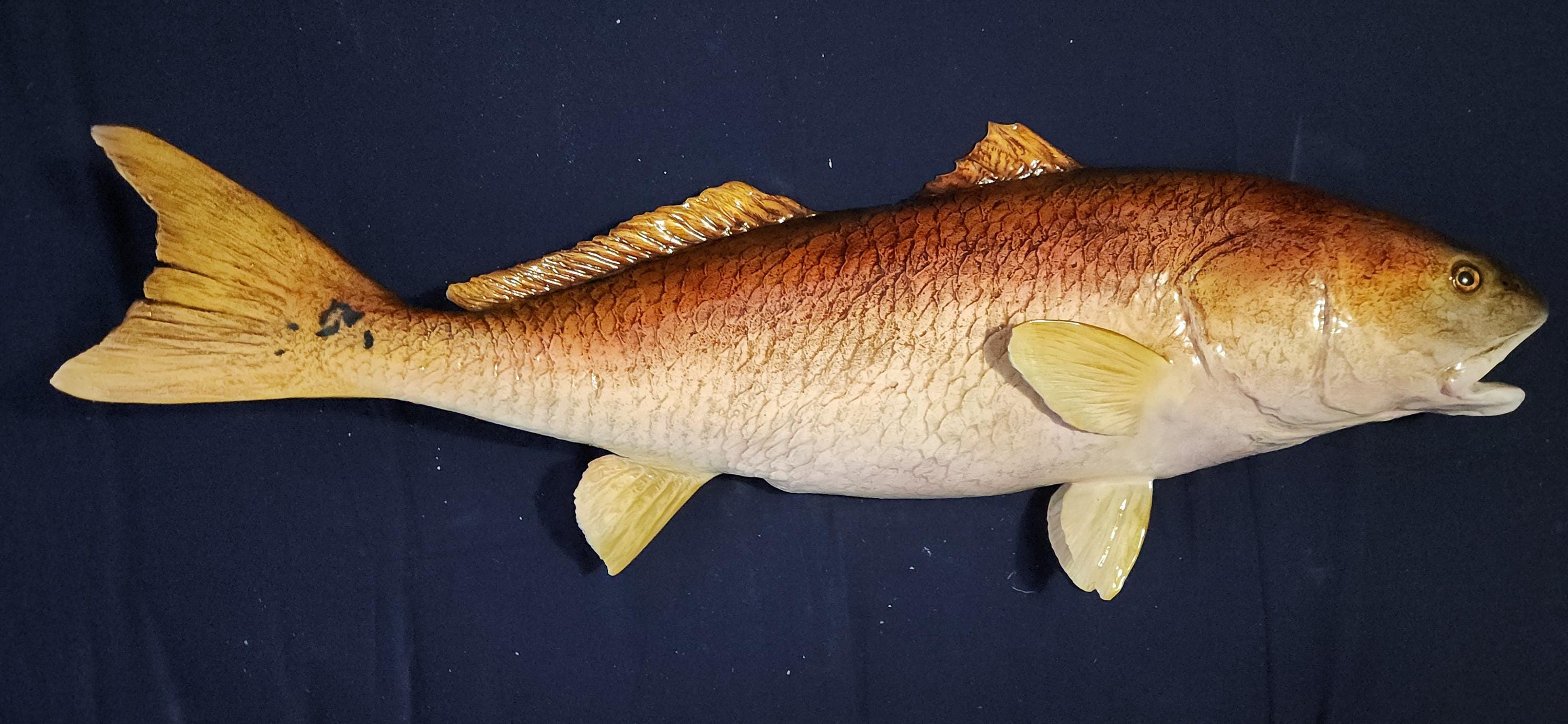 Redfish Aka Red Drum - Fish Mount - Fiberglass Taxidermy Replica - Half ...