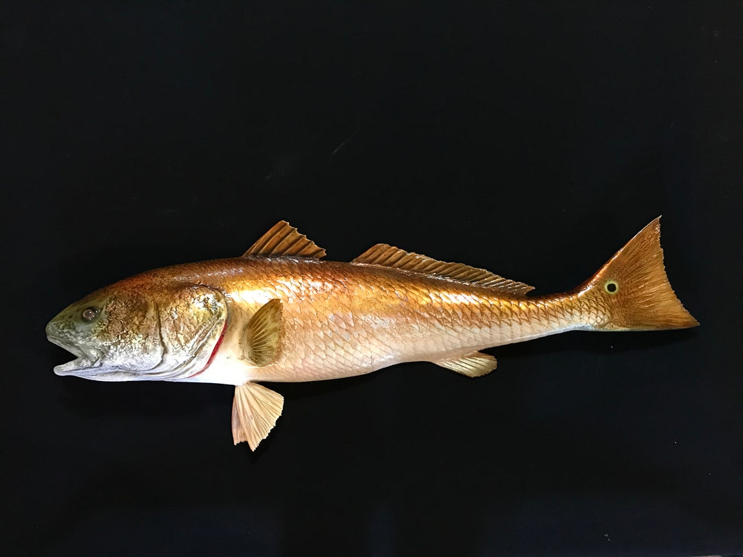 Redfish Aka Red Drum - Fish Mount - Fiberglass Taxidermy Replica - Half ...