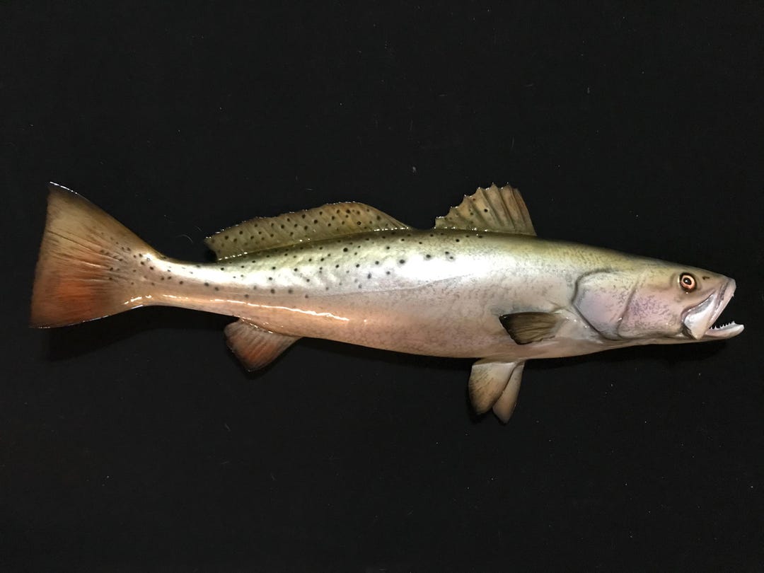 Sea Trout - Fish Mount - Fiberglass Taxidermy Replica - Half Mount - Etsy