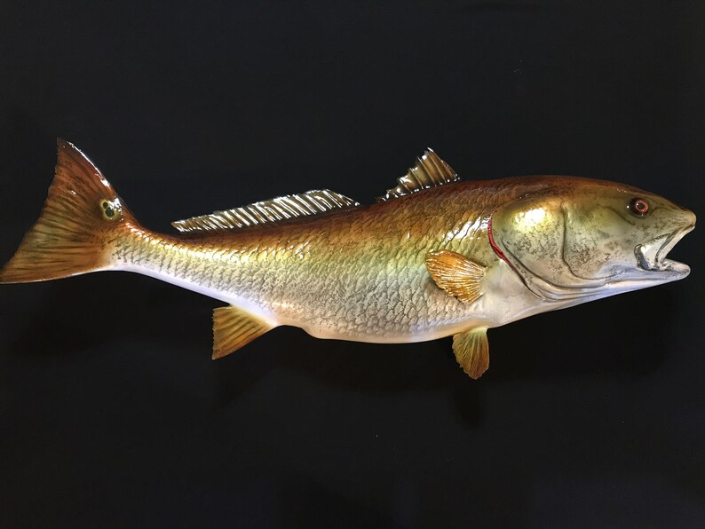 Redfish Aka Red Drum Fish Mount Fiberglass Taxidermy - Etsy