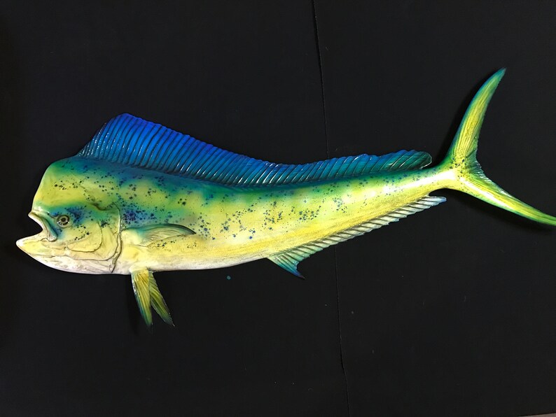 Mahi Mahi Bull Fish Mount Fiberglass Taxidermy Replica Half Mount - Etsy