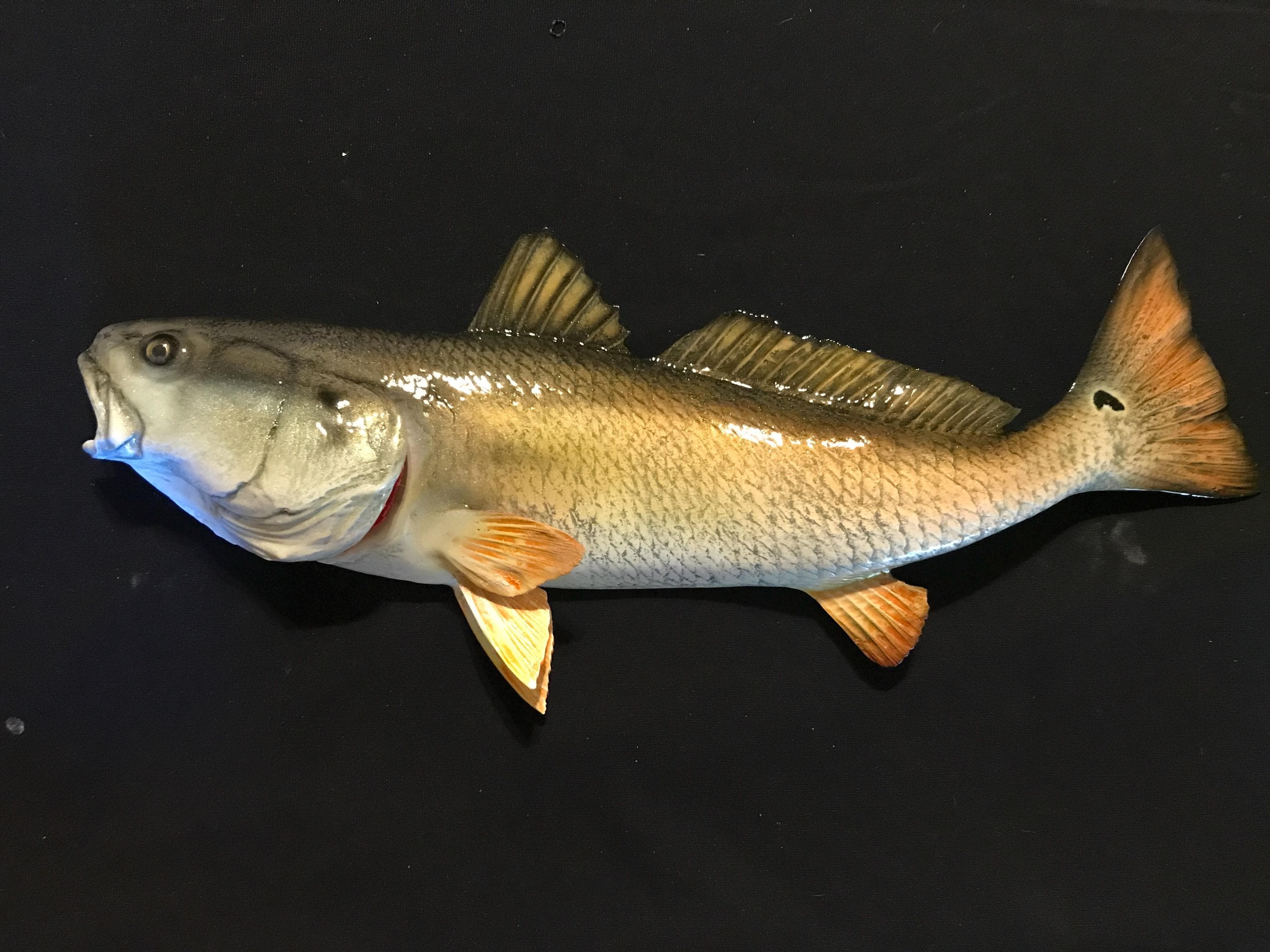 Redfish Aka Red Drum - Fish Mount - Fiberglass Taxidermy Replica - Half ...