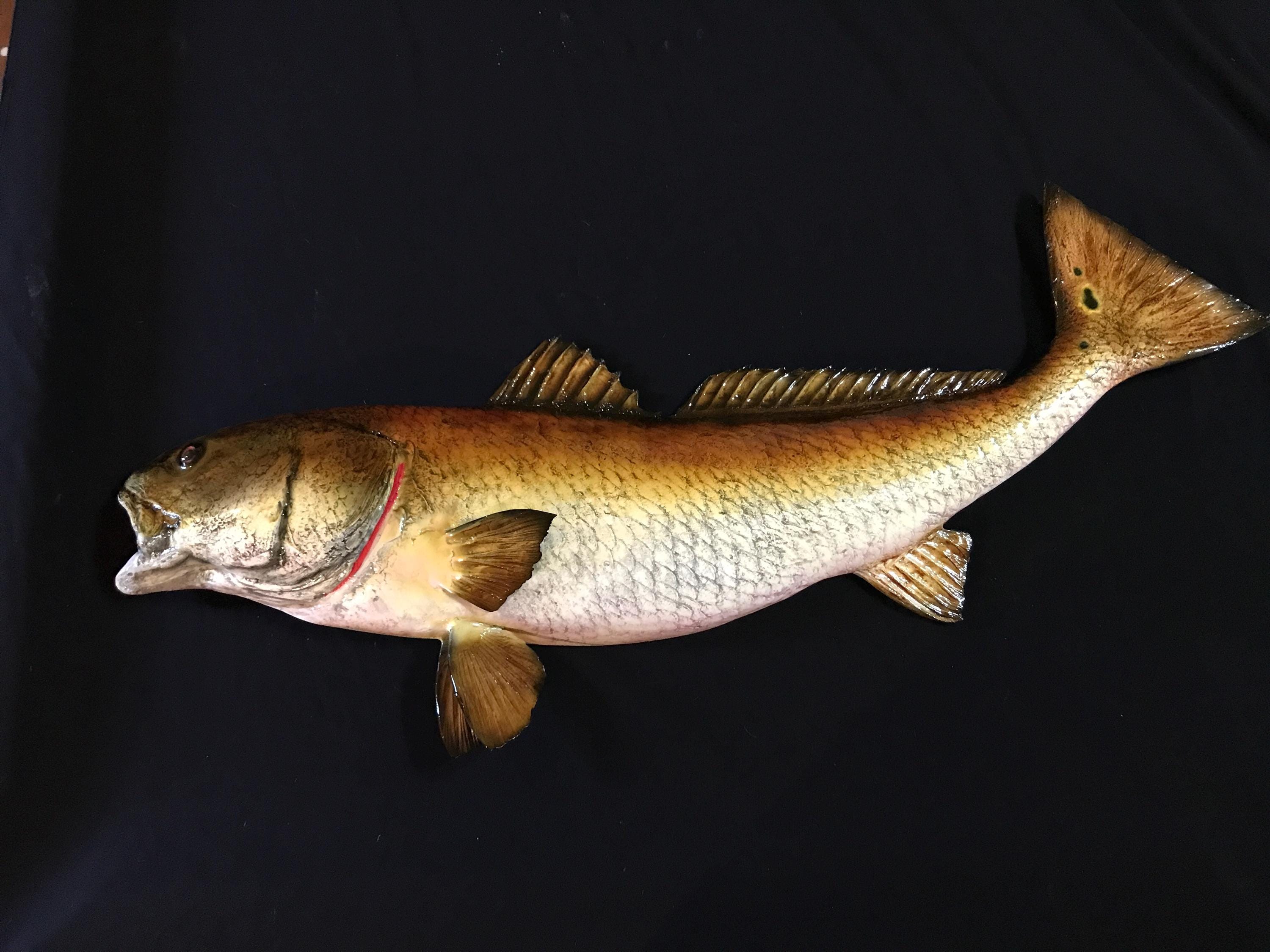 Redfish Aka Red Drum - Fish Mount - Fiberglass Taxidermy Replica - Half ...