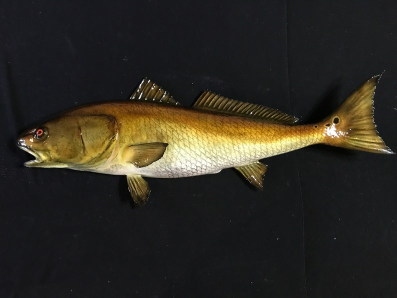 Redfish Aka Red Drum Fish Mount Fiberglass Taxidermy - Etsy