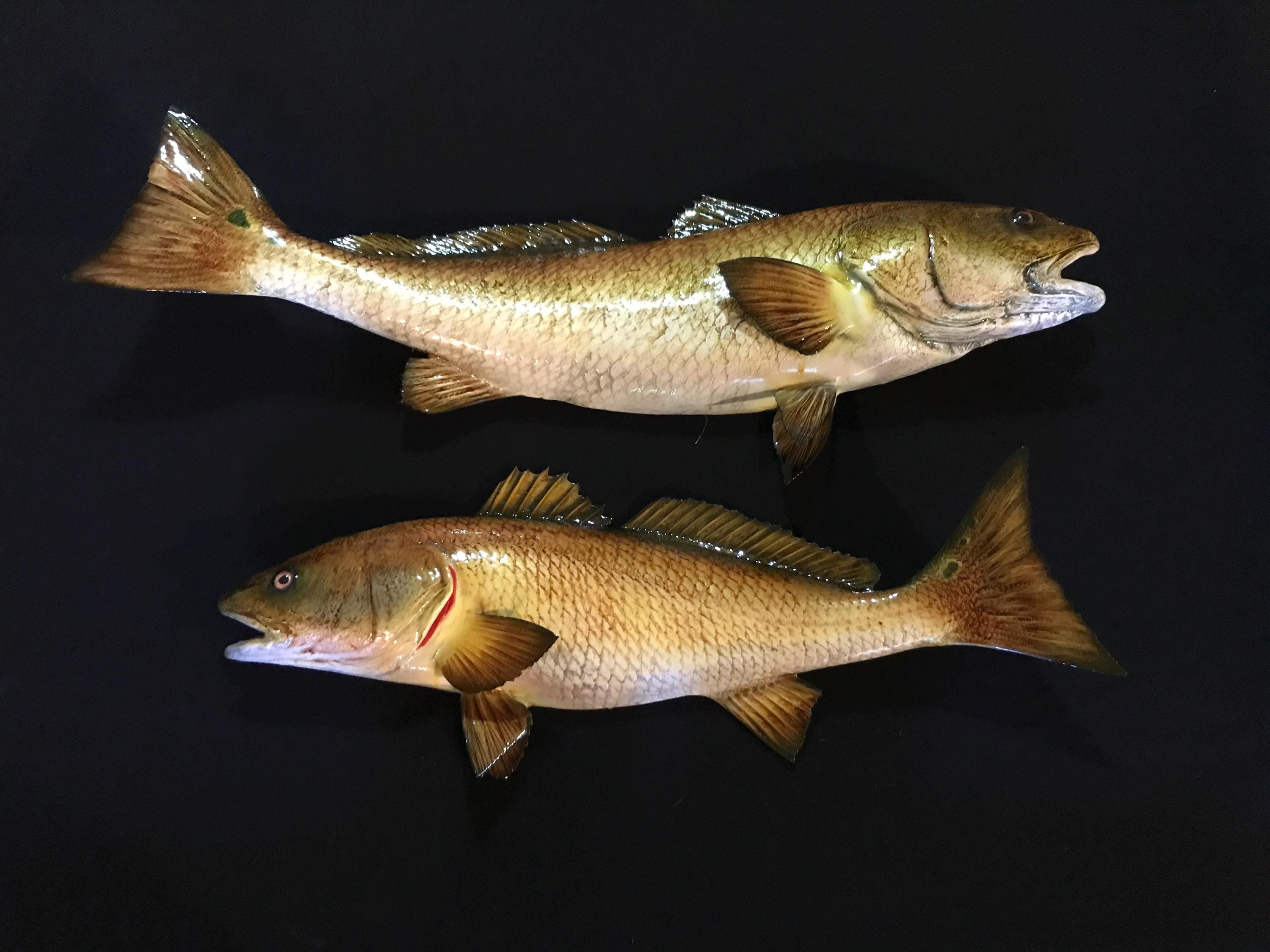 Redfish Aka Red Drum - Fish Mount - Fiberglass Taxidermy Replica - Half ...