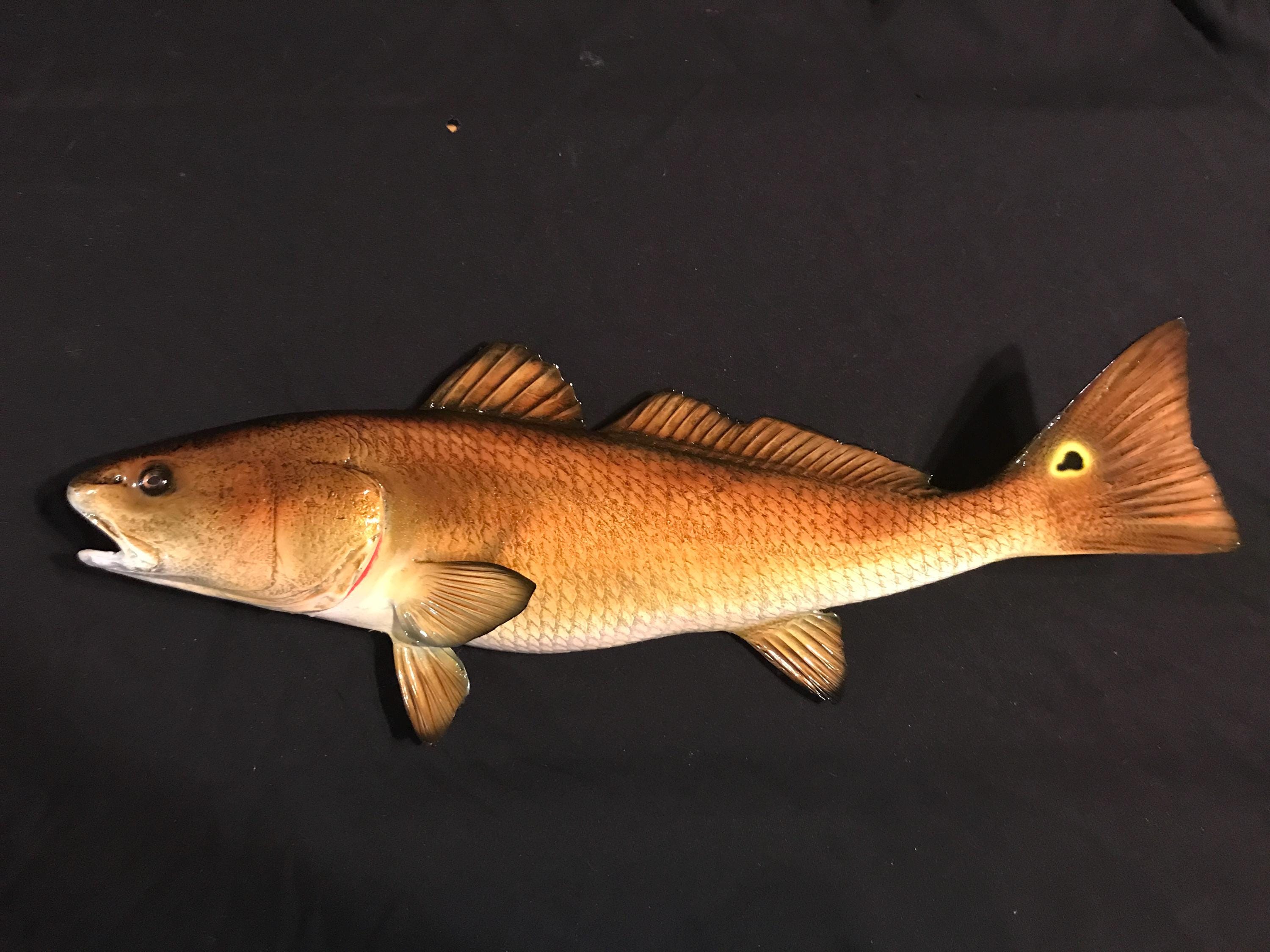 Redfish Aka Red Drum - Fish Mount - Fiberglass Taxidermy Replica - Half ...