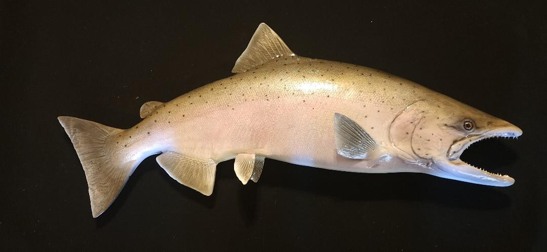 COHO - SILVER SALMON - Fish Mount - Fiberglass Taxidermy Replica - Half ...