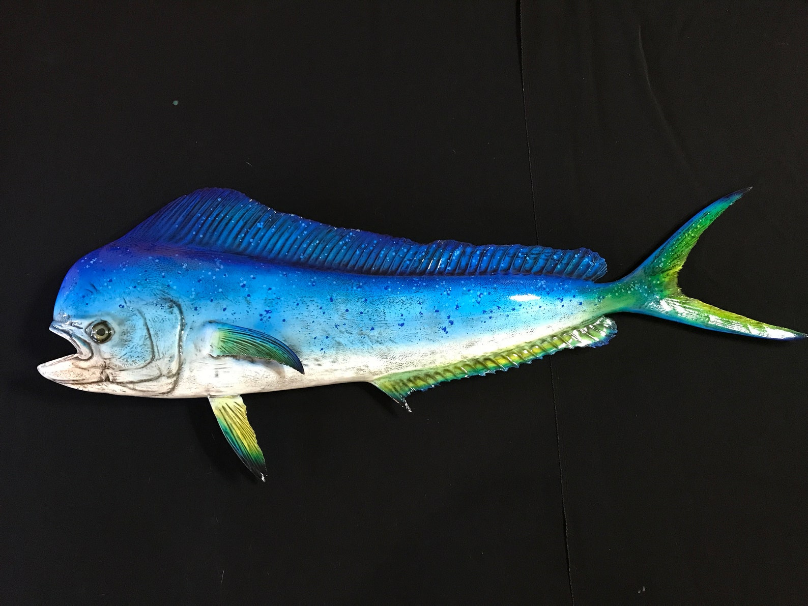 Mahi Mahi Bull Fish Mount Fiberglass Taxidermy Replica - Etsy