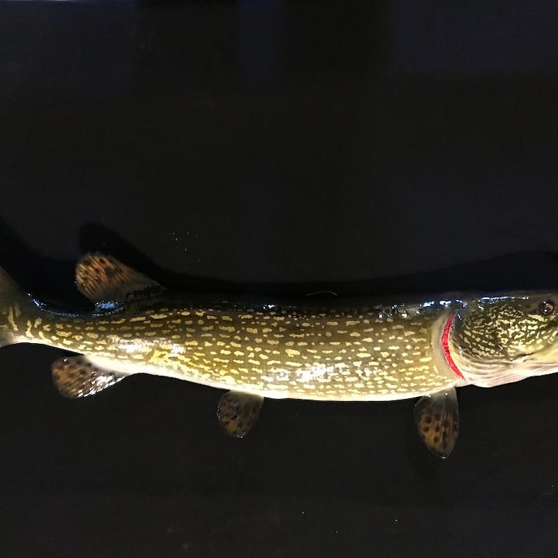Northern Pike - Etsy