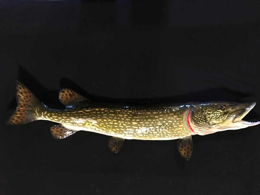 Northern Pike - Fish Mount - Fiberglass Taxidermy Replica - Half Mount ...