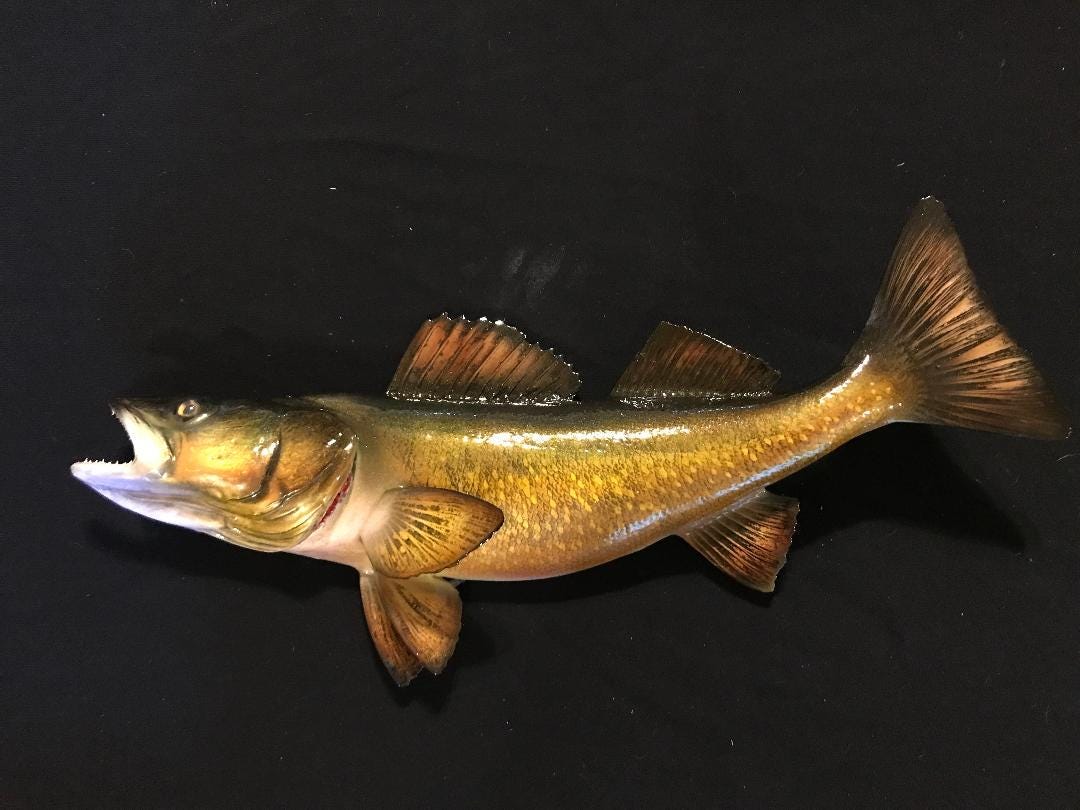 Walleye - Fish Mount - Fiberglass Taxidermy Replica - Half Mount - Etsy