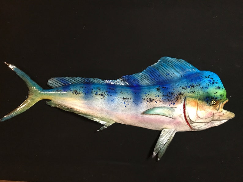 Mahi Mahi Bull Fish Mount Fiberglass Taxidermy Replica - Etsy