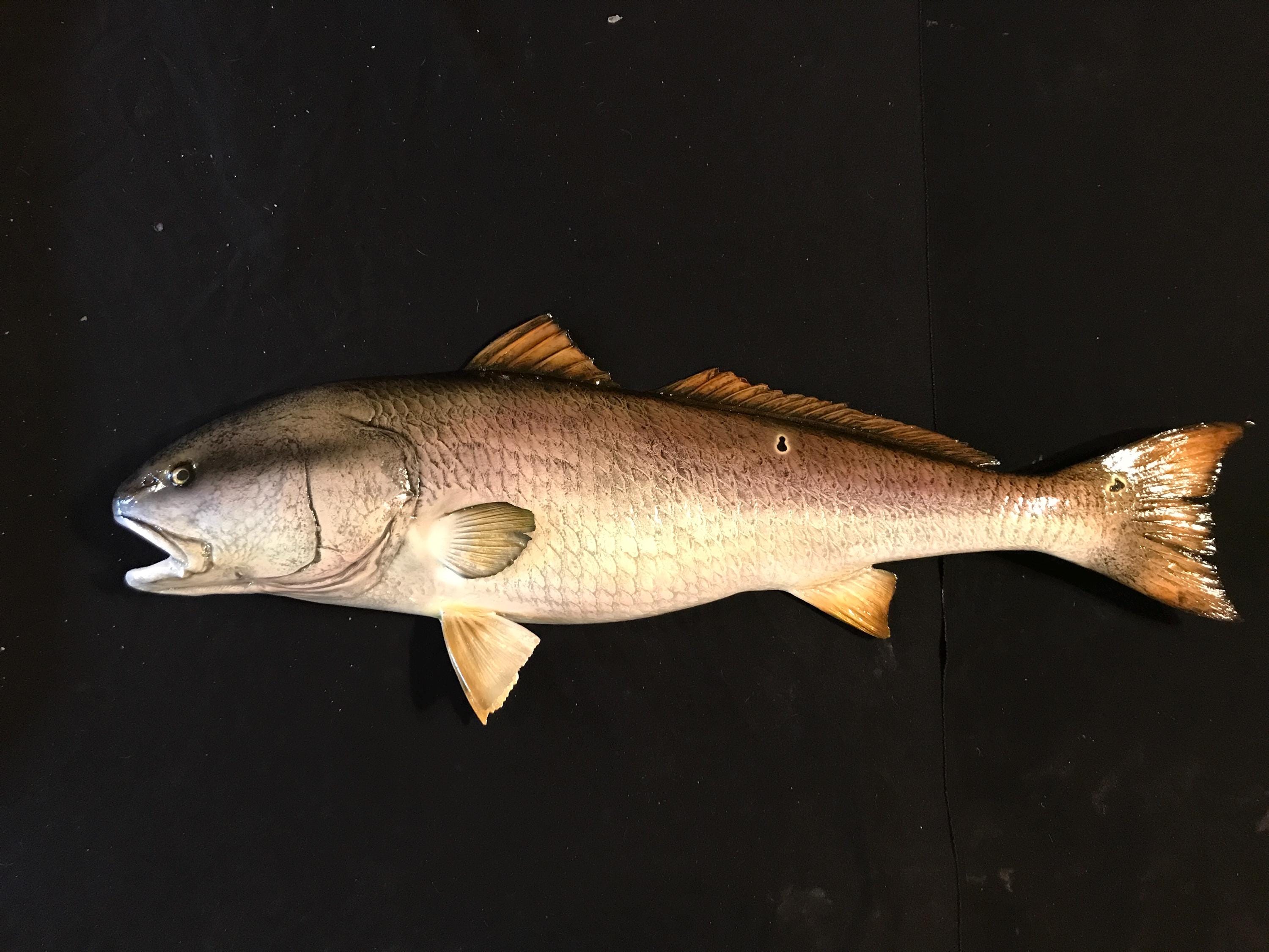Redfish Aka Red Drum - Fish Mount - Fiberglass Taxidermy Replica - Half ...
