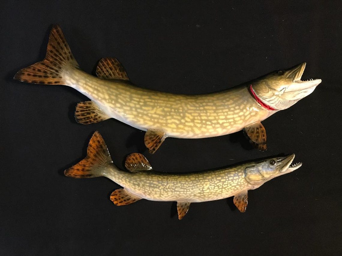 Northern Pike - Fish Mount - Fiberglass Taxidermy Replica - Half Mount ...