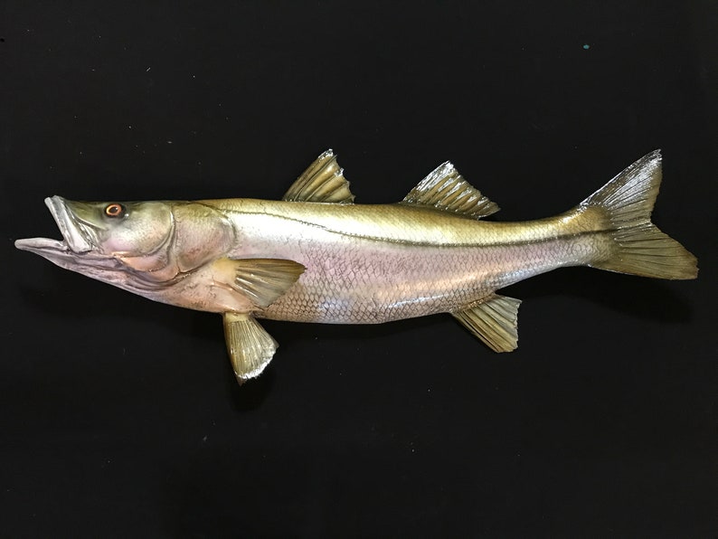 Snook - Fish Mount - Fiberglass Taxidermy Replica - Half Mount - Etsy
