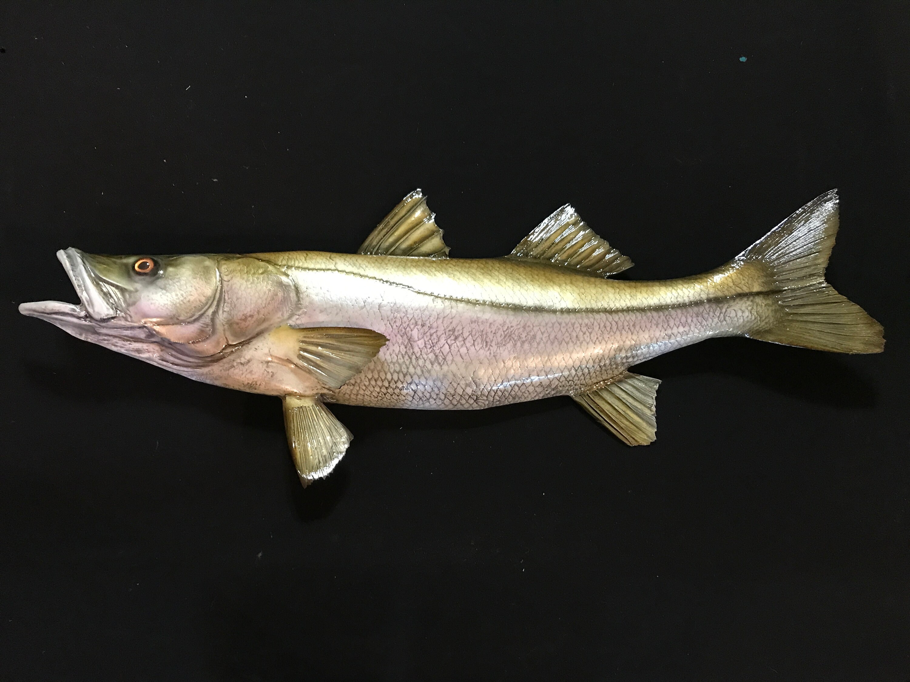 Snook - Fish Mount - Fiberglass Taxidermy Replica - Half Mount - Etsy