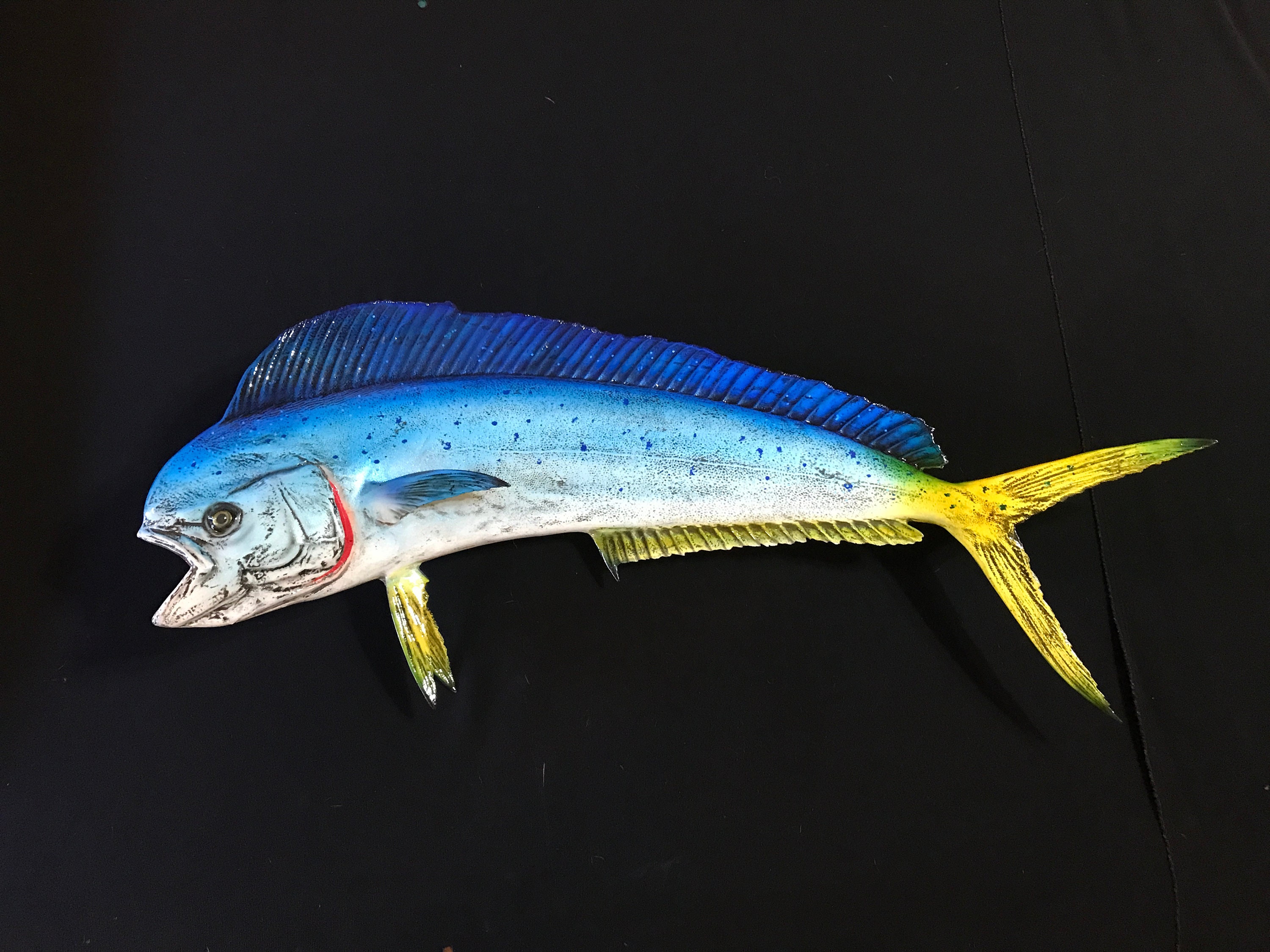 Mahi Mahi Cow - Fish Mount - Fiberglass Taxidermy Replica - Half Mount ...