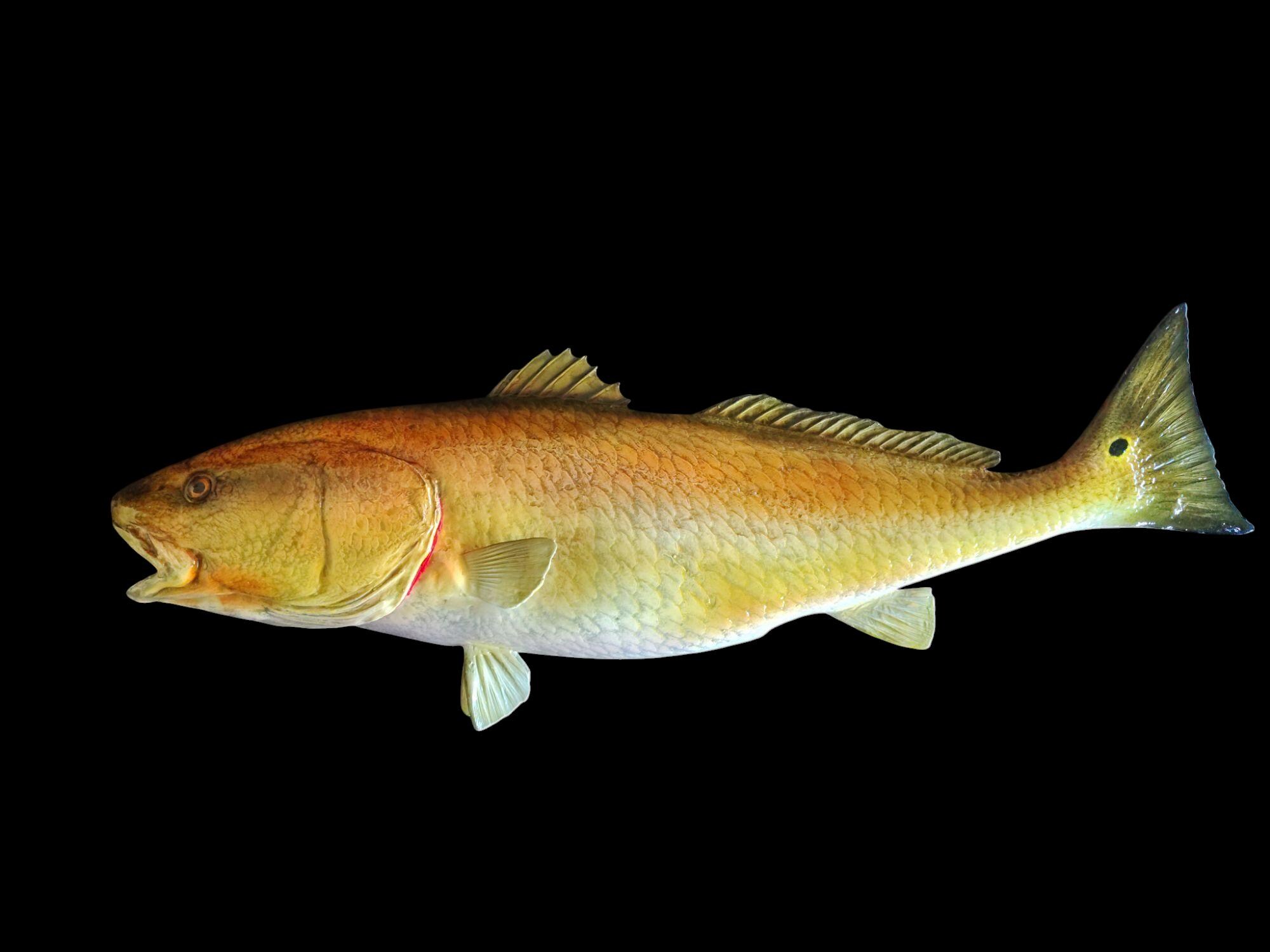 Redfish Aka Red Drum - Fish Mount - Fiberglass Taxidermy Replica - Half ...