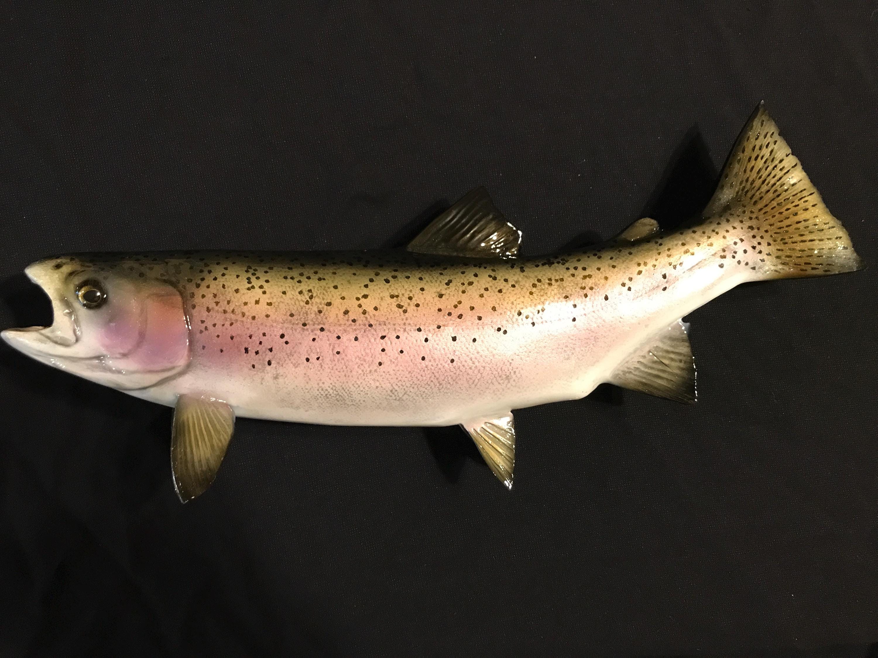 Rainbow Trout - Fish Mount - Fiberglass Taxidermy Replica - Half Mount ...