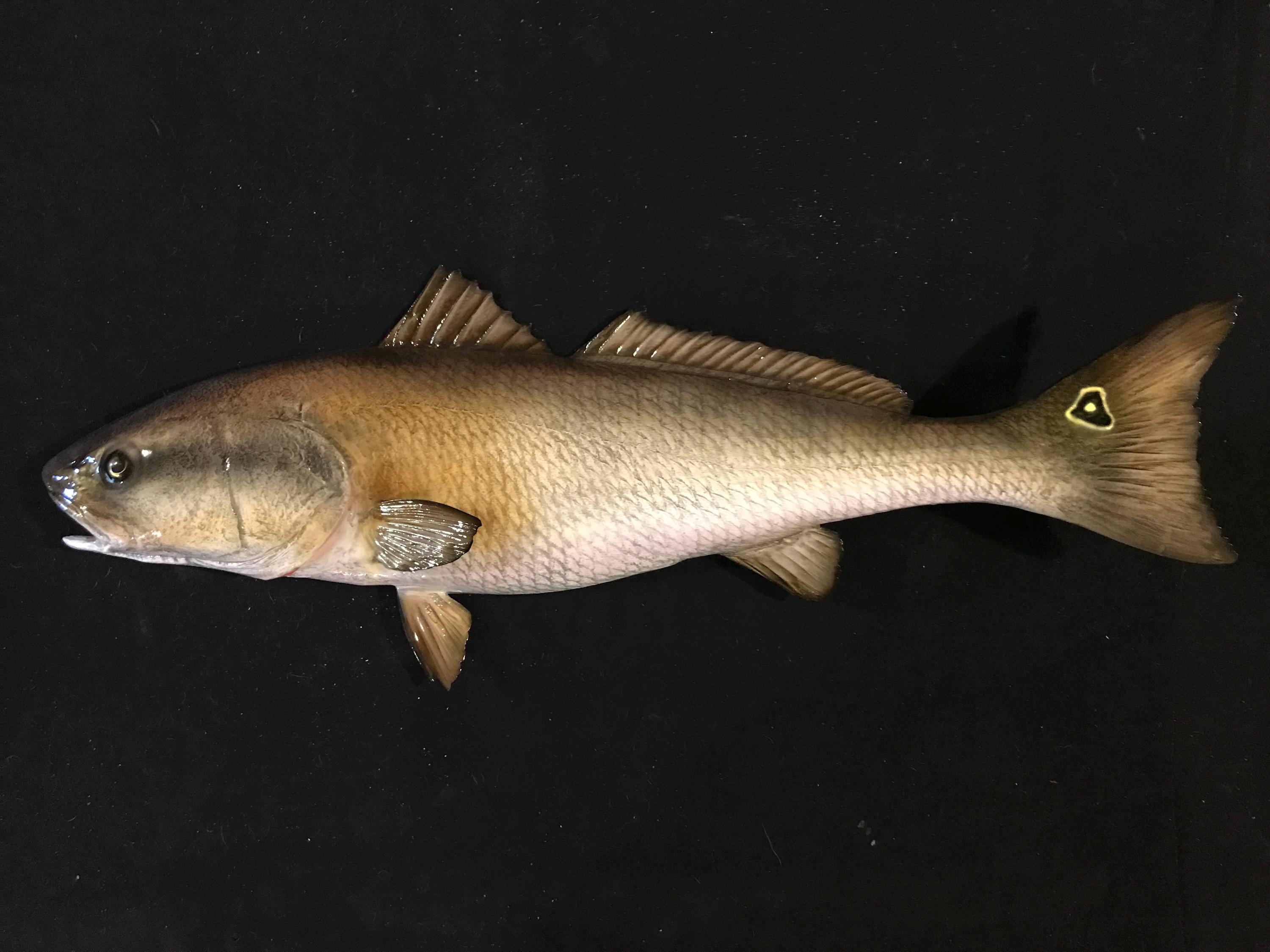 Redfish Aka Red Drum - Fish Mount - Fiberglass Taxidermy Replica - Half ...