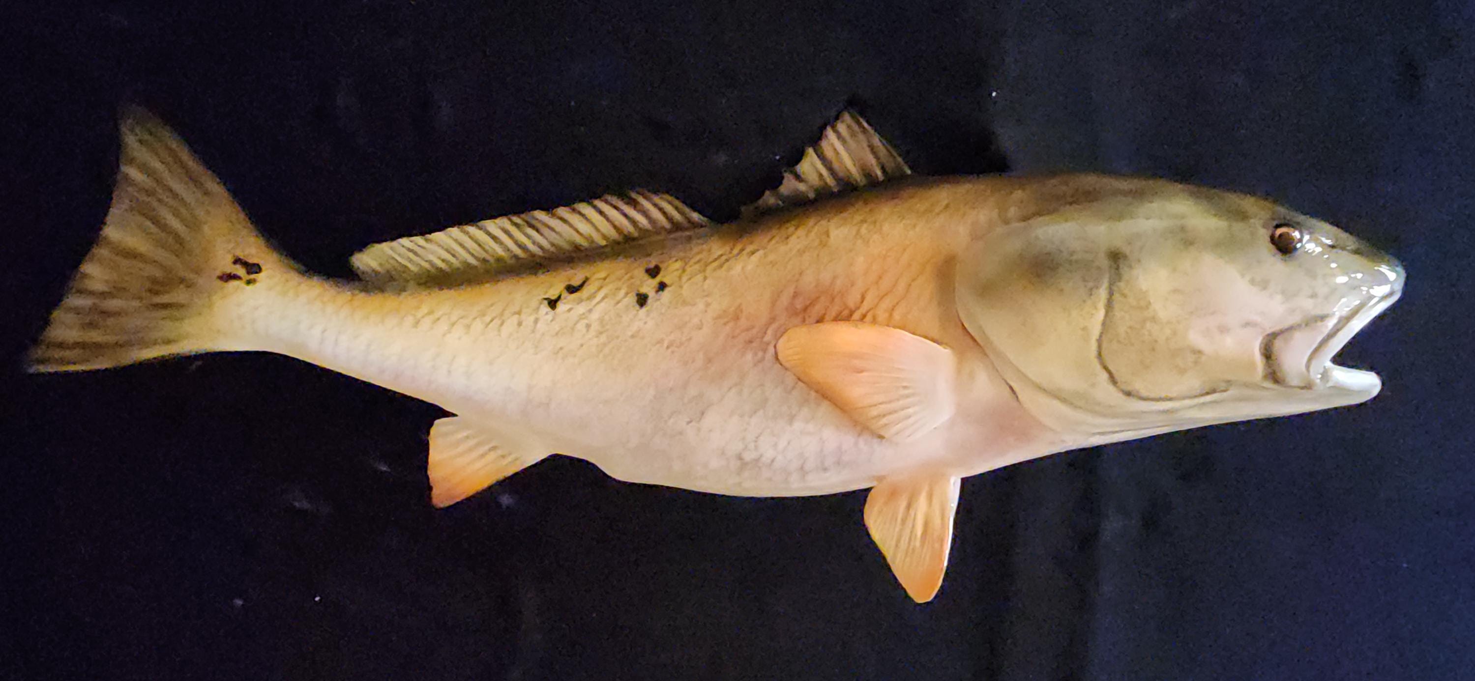 Redfish Aka Red Drum - Fish Mount - Fiberglass Taxidermy Replica - Half ...