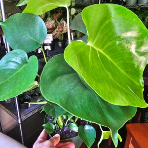 Monstera Deliciosa in 6" Growers Pot - Etsy