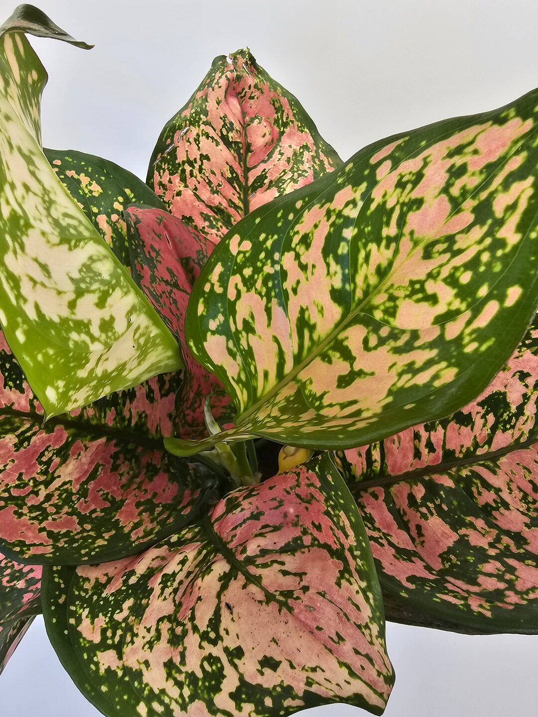 Aglaonema Anyamanee in 6" Growers Pot - Etsy