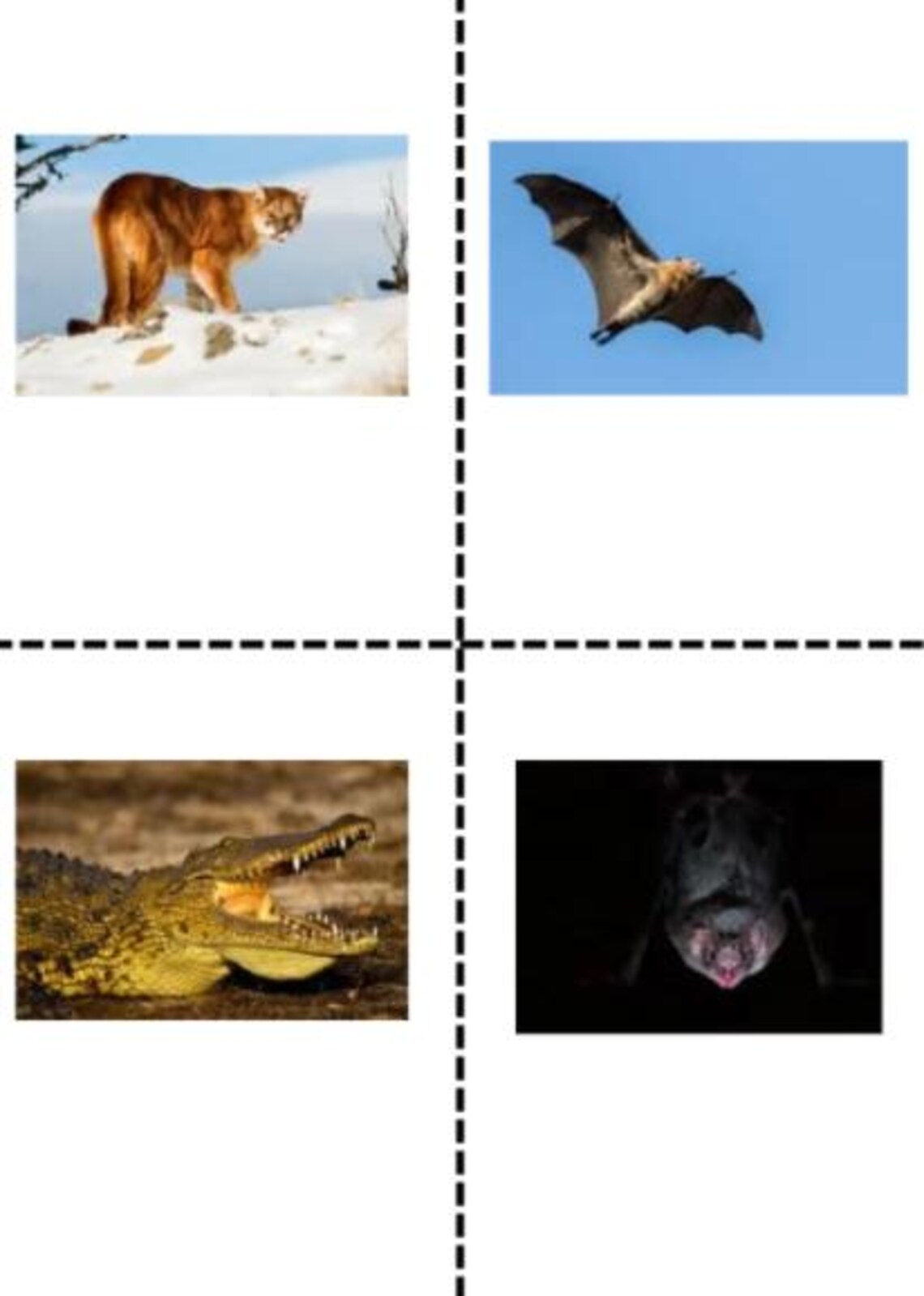 Printable Nocturnal Animals Bingo Game for Kids and Adults Educational ...