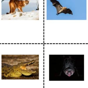 Printable Nocturnal Animals Bingo Game for Kids and Adults Educational ...