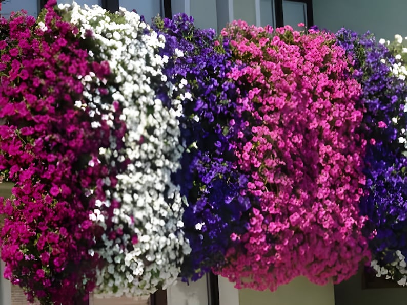 Semi di erbe aromatiche striscianti di timo blu, rosso e bianco, per la ...