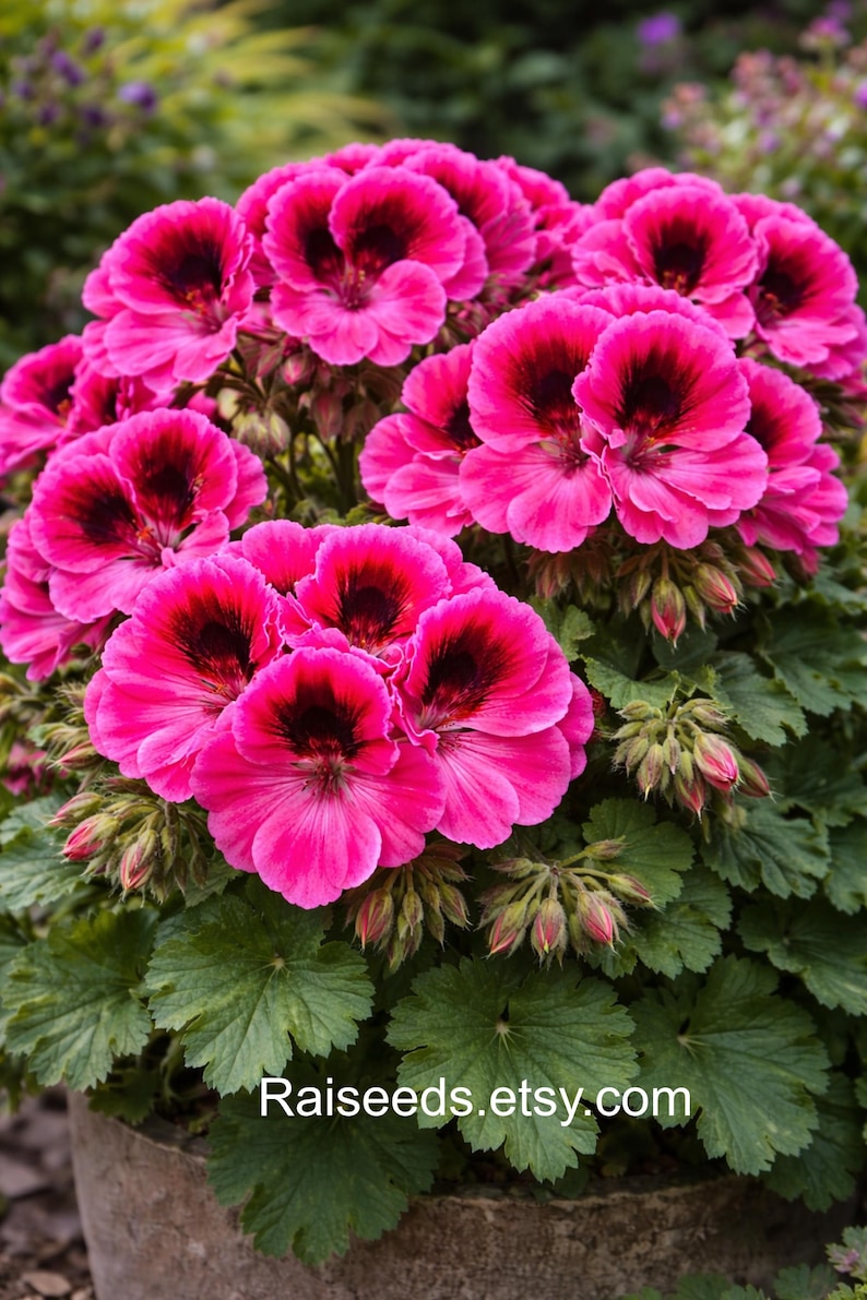 Royal Geranium Seeds – Pelargonium Regal, Mixed Colors (10 Seeds per ...
