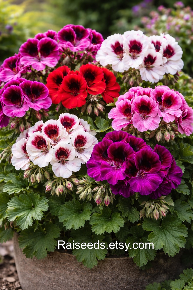 Royal Geranium Seeds – Pelargonium Regal, Mixed Colors (10 Seeds per ...
