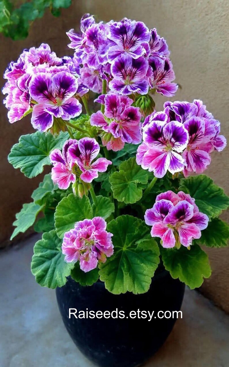 Royal Geranium Seeds – Pelargonium Regal, Mixed Colors (10 Seeds per ...