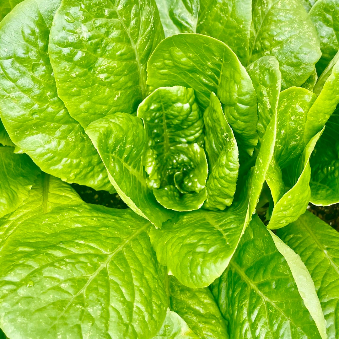 Giant Ceasar Lettuce Seed . 150 MG - Etsy