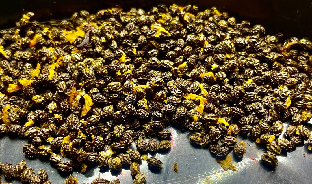 Rainbow Papaya Seed 400MG - Etsy