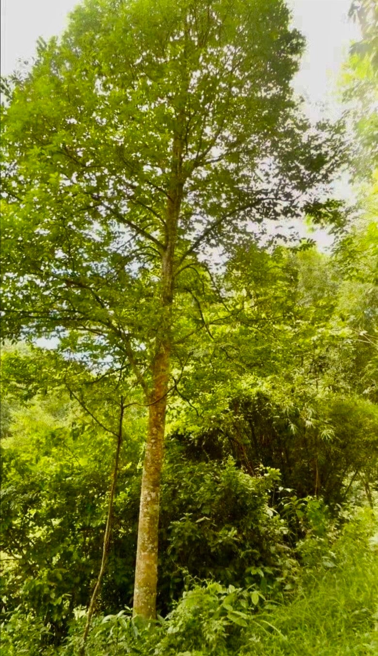 Agarwood (OUD) Tree Seeds . 100 Seeds . Aquilaria Cressna . - Etsy