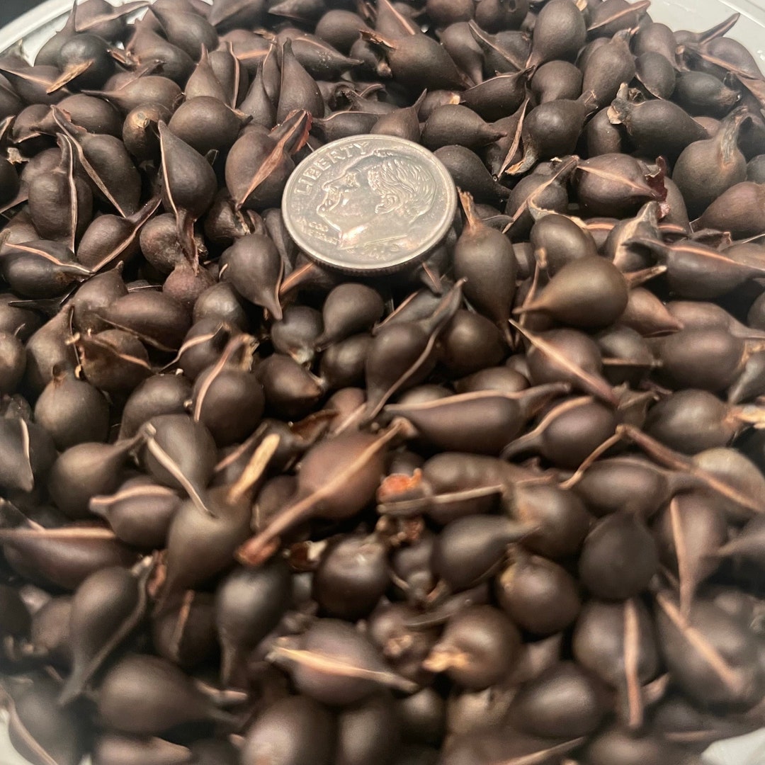 Agarwood OUD Tree Seeds . 200 Seeds . Aquilaria Cressna . Rare Scented ...