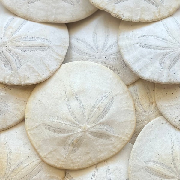 Painted Sand Dollars - Etsy